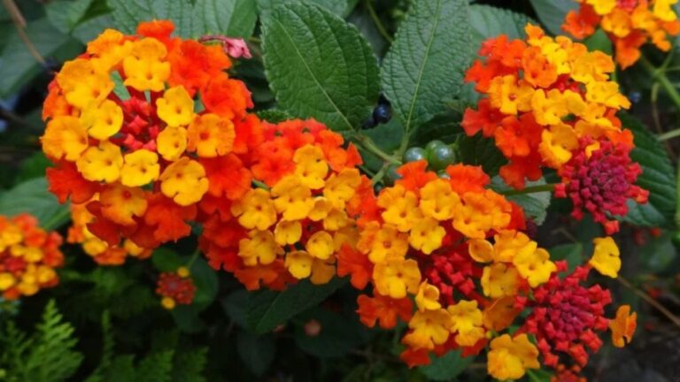 15 Colorful Perennial Flowers for Non-Stop Bloom