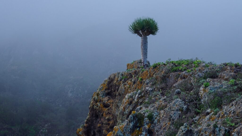 15 Most Incredible Trees From Around The World (You Have To Visit)