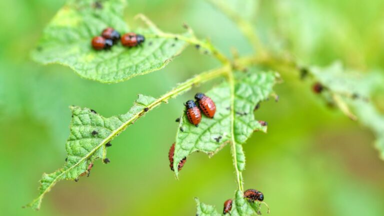 Is Your Yard Infested? 20 Dangerous Weeds Attracting Pests to Your Yard ...