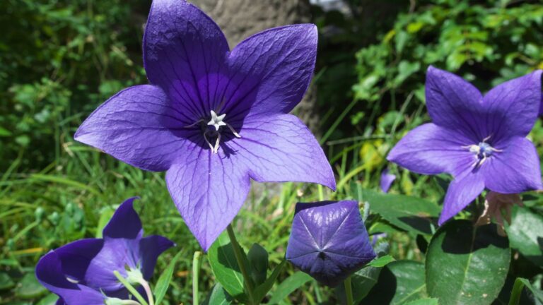 15 Colorful Perennial Flowers for Non-Stop Bloom