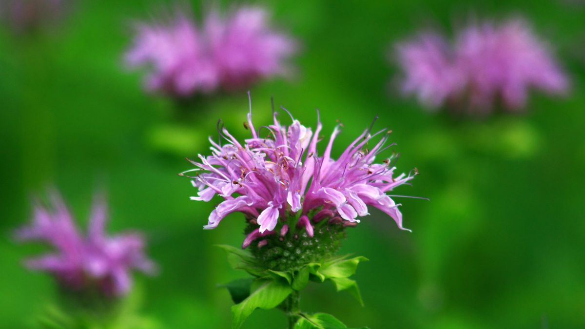 15 Colorful Perennial Flowers for Non-Stop Bloom