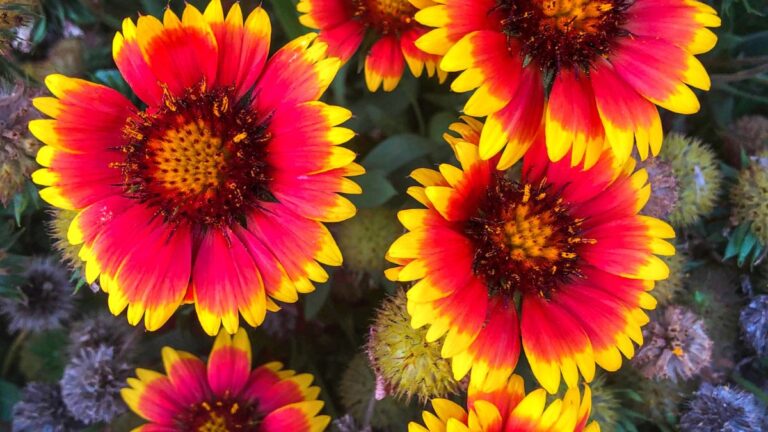 15 Colorful Perennial Flowers for Non-Stop Bloom
