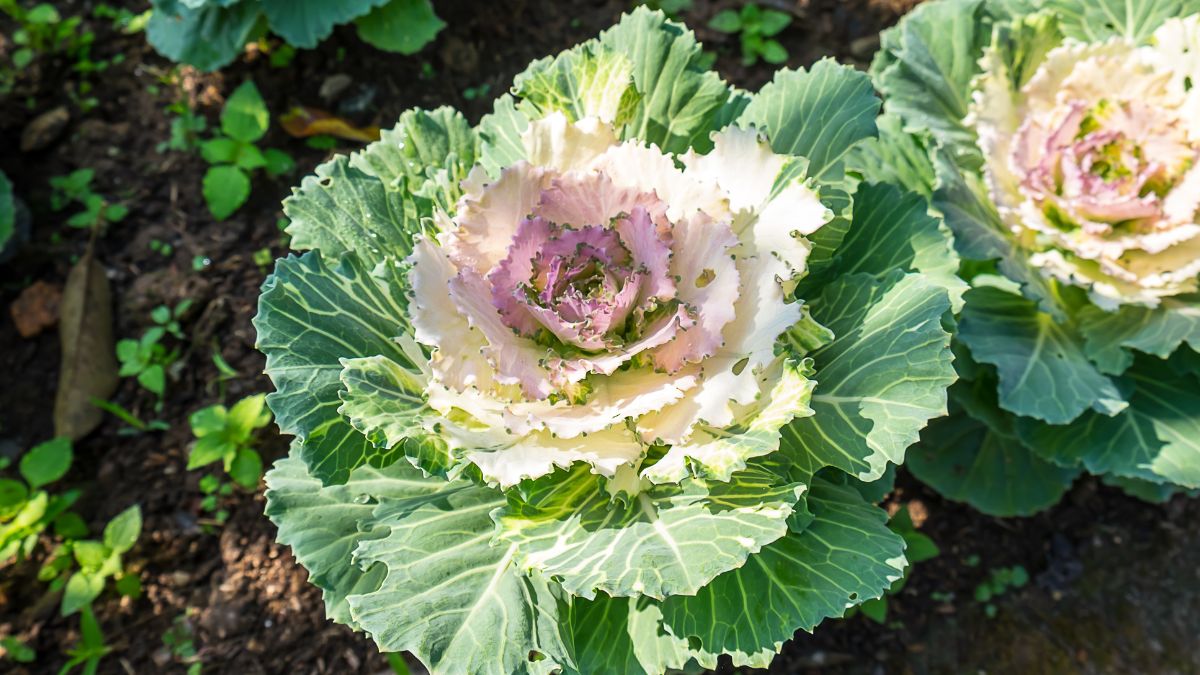 How To Grow Early Spring Vegetables Successfully? (Essential Tips To ...