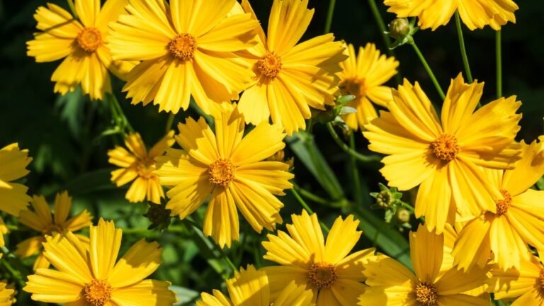 15 Colorful Perennial Flowers for Non-Stop Bloom