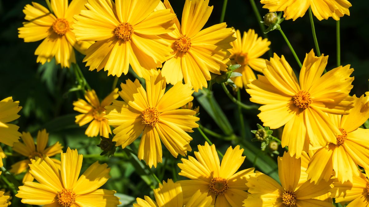 15 Colorful Perennial Flowers for Non-Stop Bloom