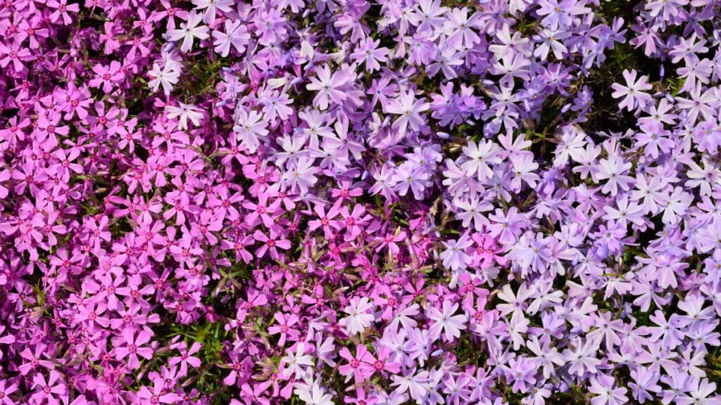 15 Fragrant Spring Flowers for a Sensational Seasonal Garden