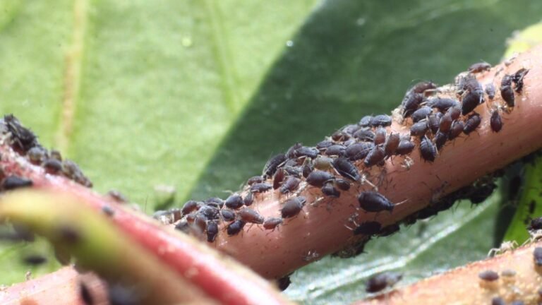 Don’t Plant a Japanese Maple Until You Read This! 15 Life-Saving ...