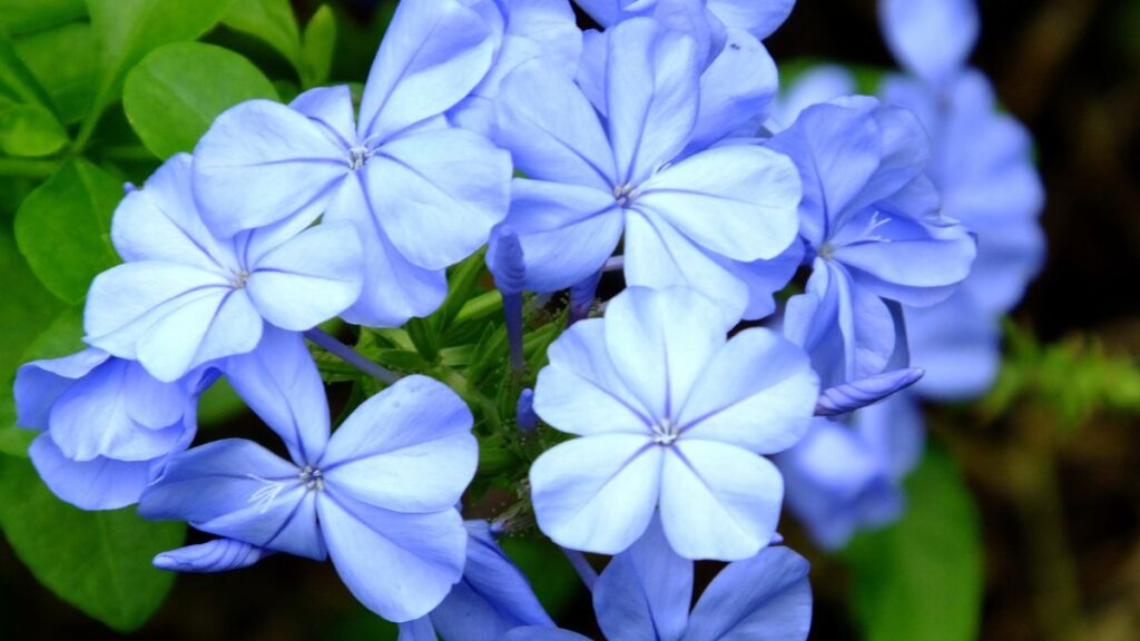 15 Stunning Rock Garden Plants That Thrive in Sun or Shade This Summer