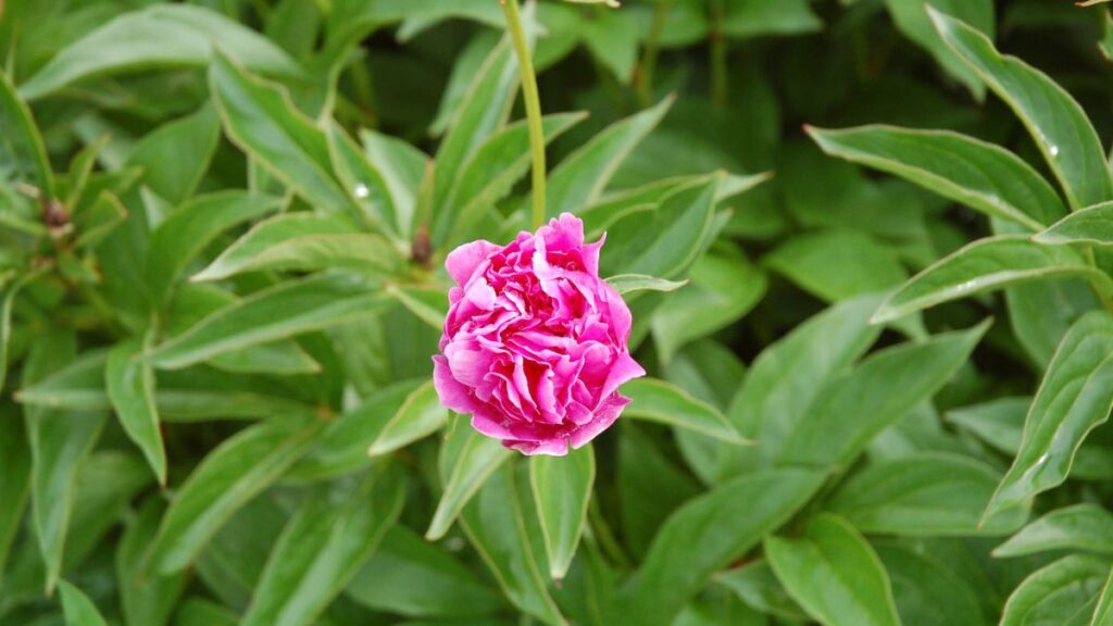 15 Overlooked Mistakes When Pruning Peonies (And How to Avoid Them)