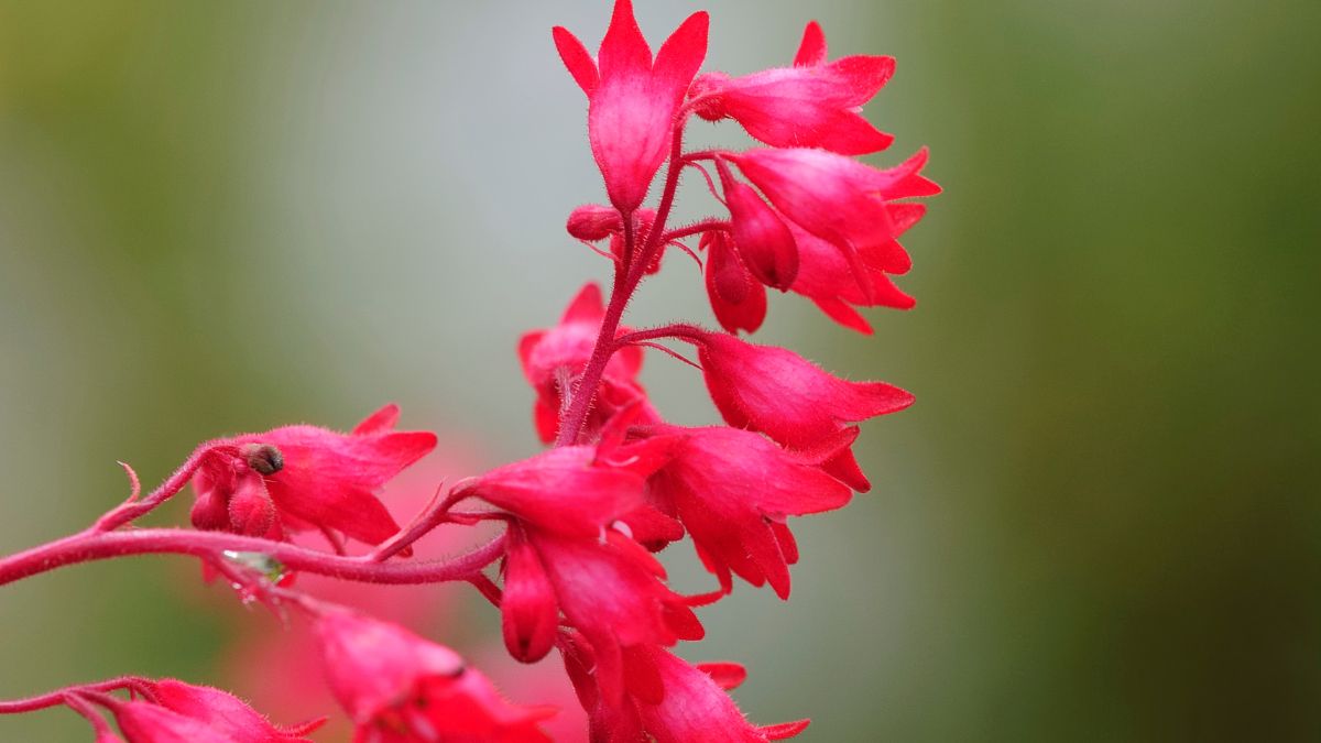 15 Colorful Perennial Flowers for Non-Stop Bloom