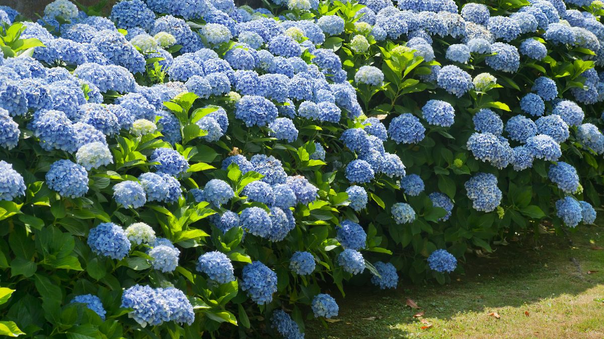 15 Colorful Perennial Flowers for Non-Stop Bloom