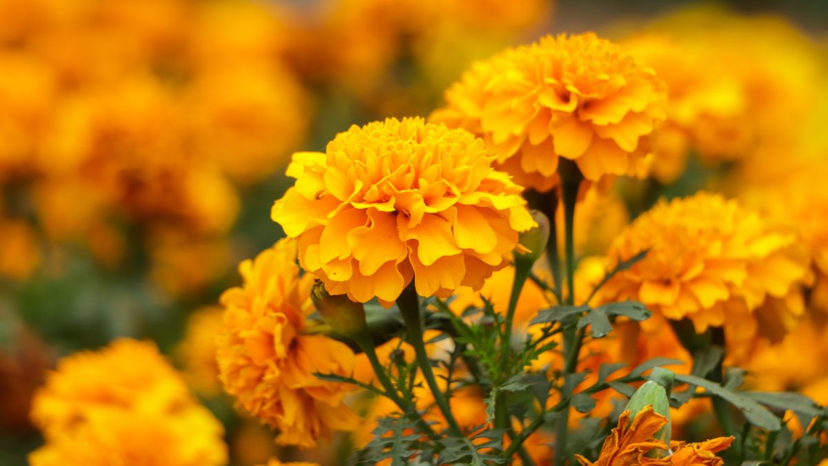 15 Colorful Perennial Flowers for Non-Stop Bloom