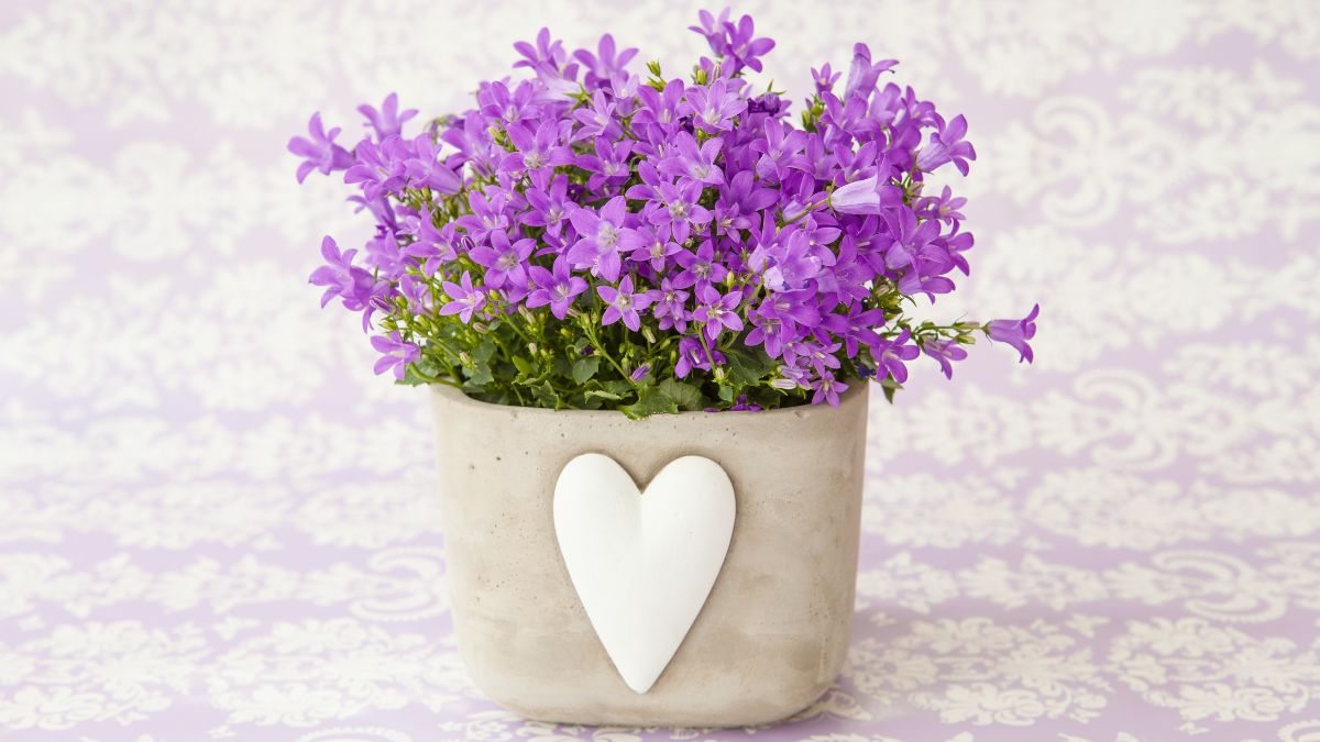 15 Vibrant Spring Plants for Pots and Containers to Brighten Your Space