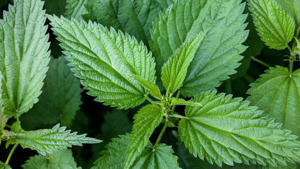 Is Your Yard Infested? 20 Dangerous Weeds Attracting Pests to Your Yard ...