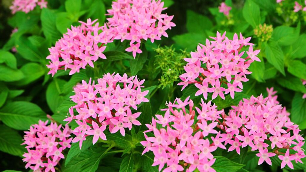 22 Stunning Annuals for Full Sun That Bloom All Summer
