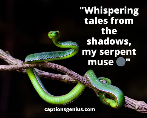 550+ Best Snake Captions For Instagram