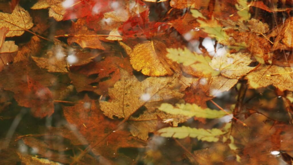 Don’t Plant a Japanese Maple Until You Read This! 15 Life-Saving ...