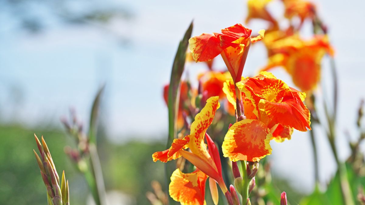 15 Vibrant Spring Plants for Pots and Containers to Brighten Your Space