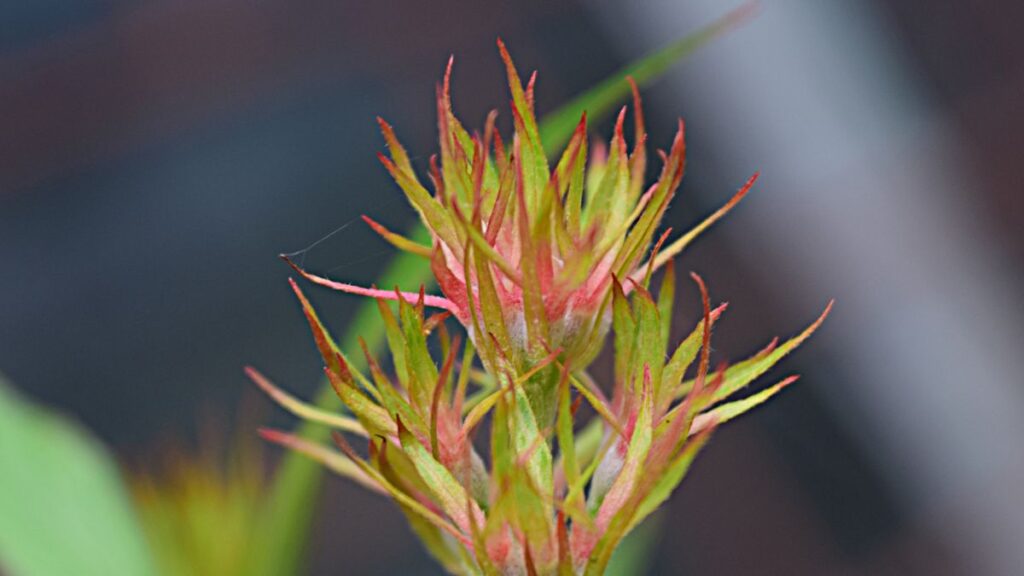 Is Your Yard Infested? 20 Dangerous Weeds Attracting Pests to Your Yard ...